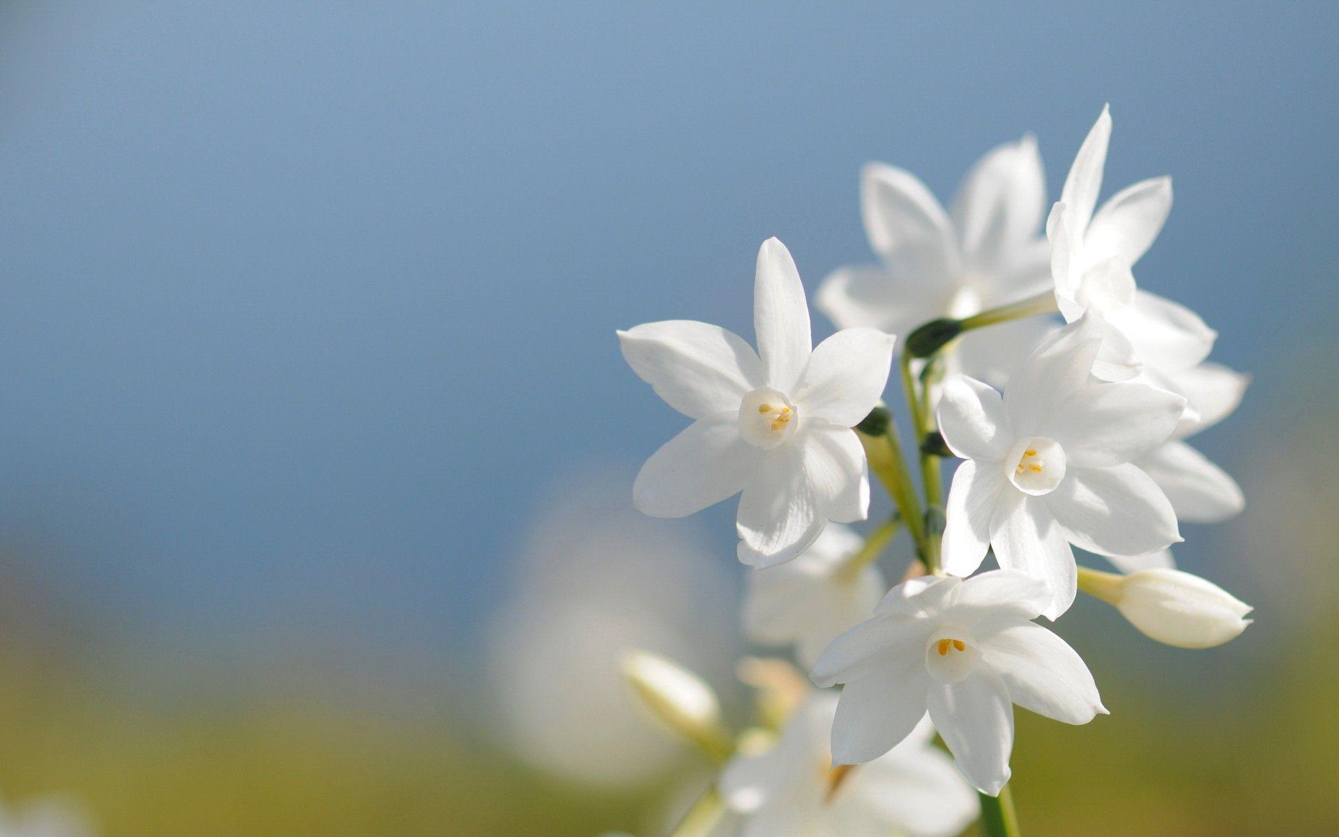 Jasmine Flower Wallpapers Wallpaper Cave