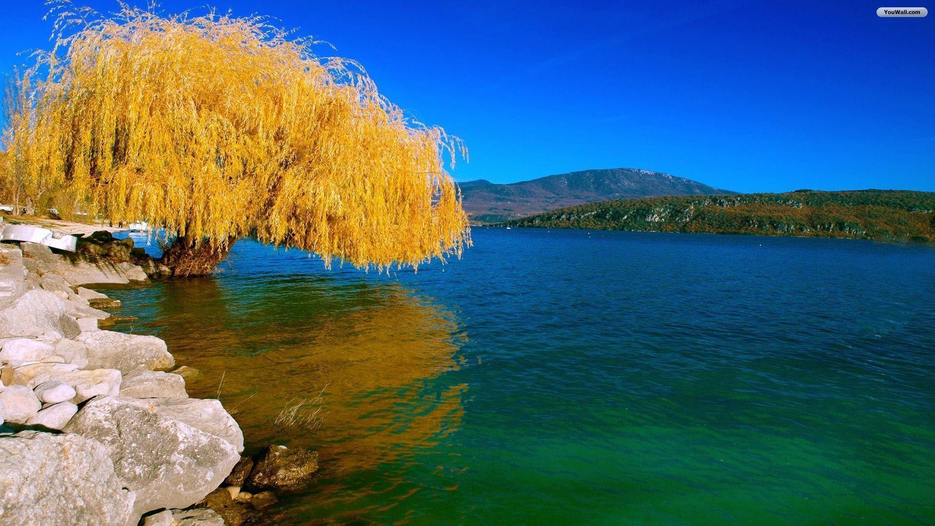 Weeping Willow Wallpapers Wallpaper Cave Weeping Willow Wallpapers Wallpaper Cave