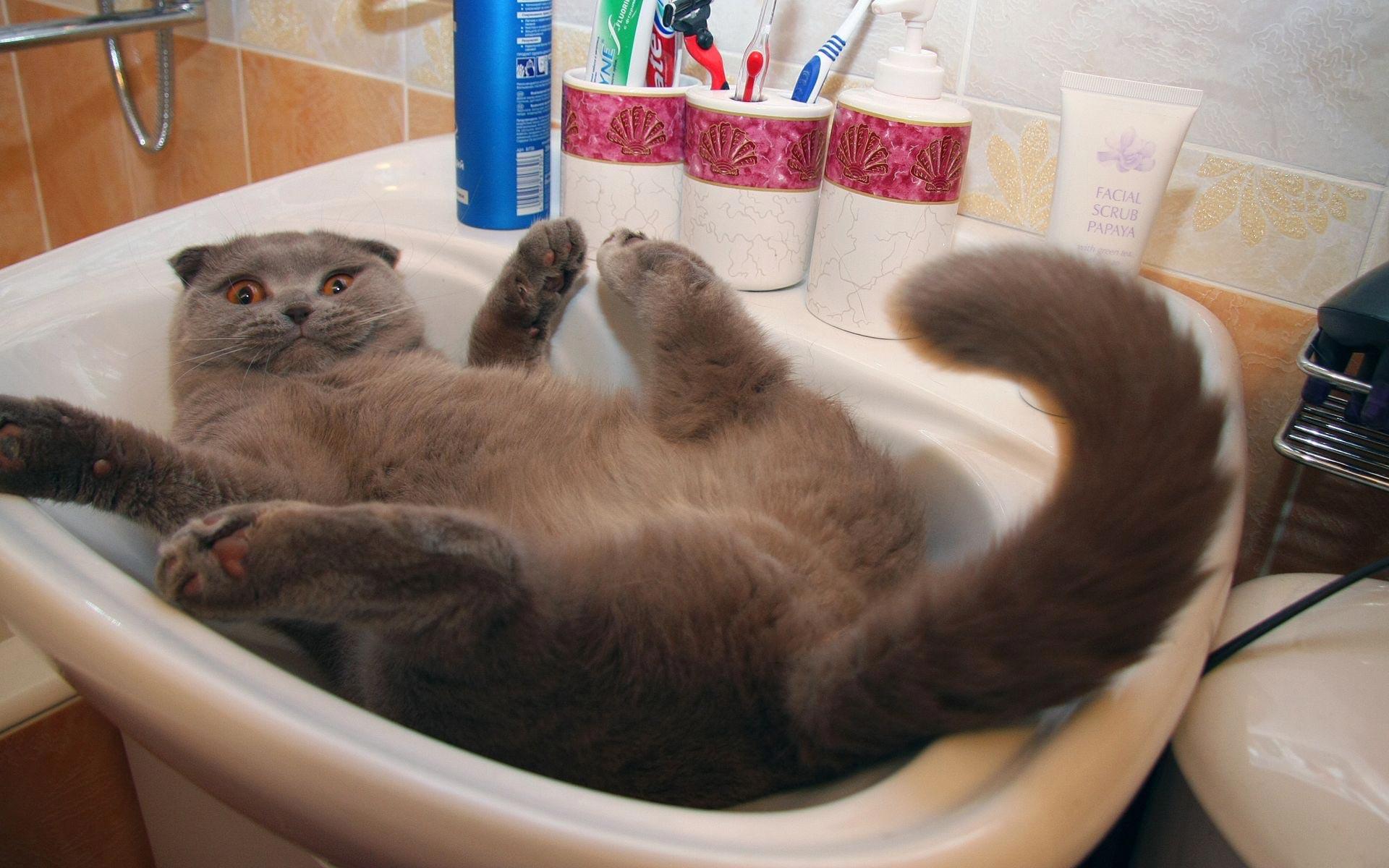 Funny Cat Desktop Wallpapers Wallpaper Cave Funny Cat Desktop Wallpapers Wallpaper Cave