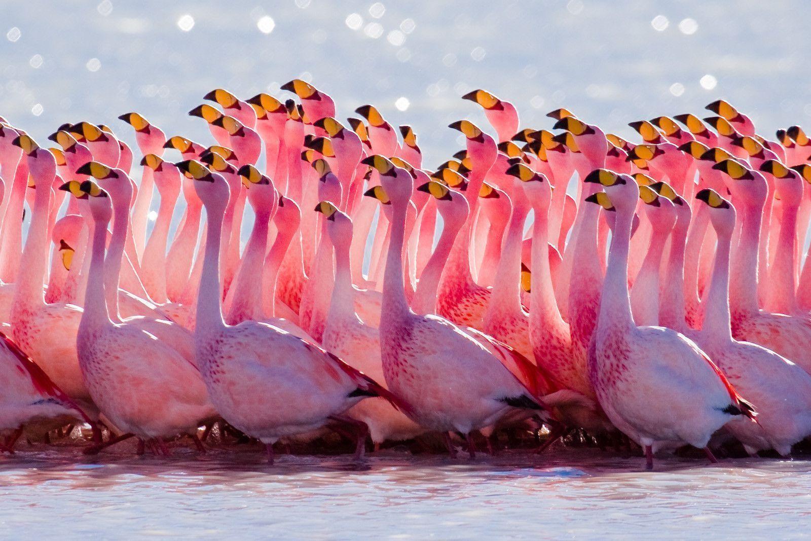 Flamingo Wallpapers Wallpaper Cave Flamingo Wallpapers Wallpaper Cave