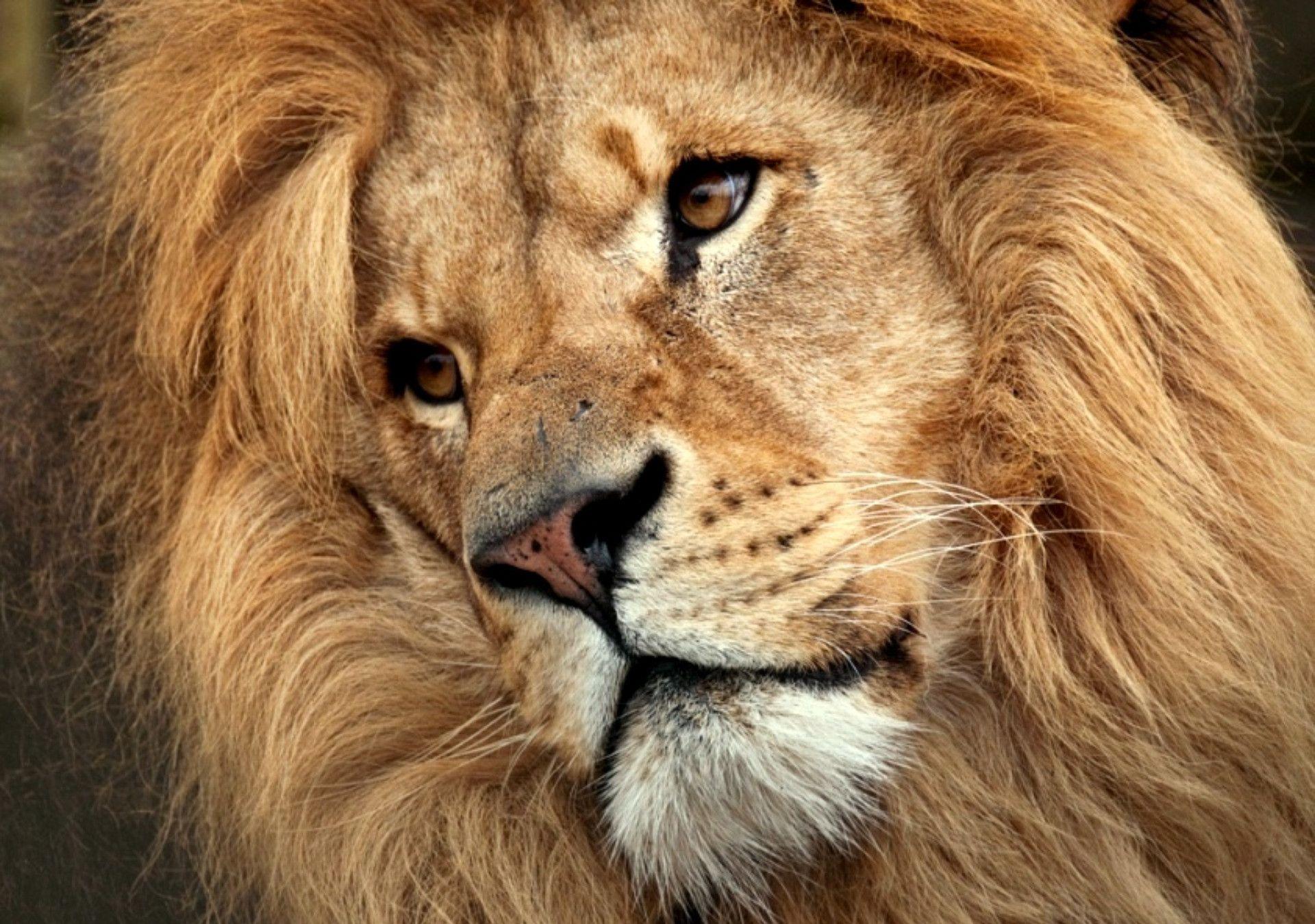 Harika Aslan Y z Resimleri Aslan Y z Duvar Ka tlar Lion Face 