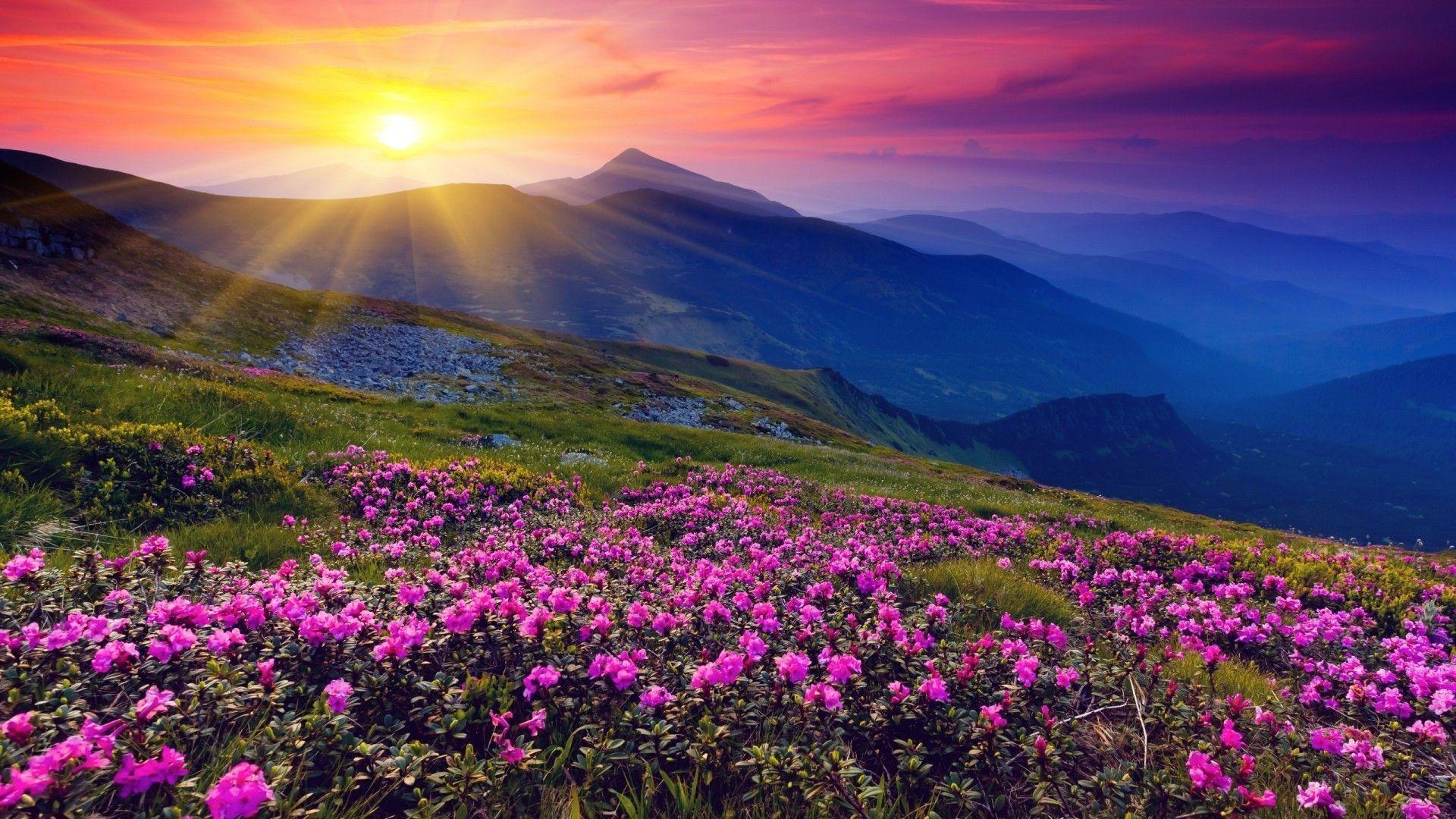 Wild Flowers Wallpapers Wallpaper Cave