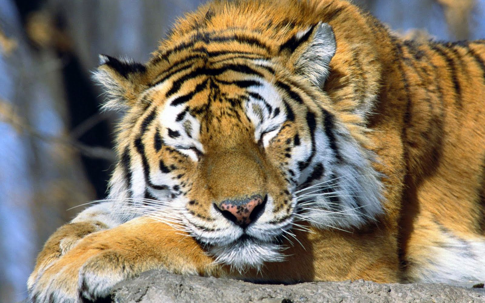 Cool Backgrounds Of Animals Wallpaper Cave Cool Backgrounds Of Animals Wallpaper Cave
