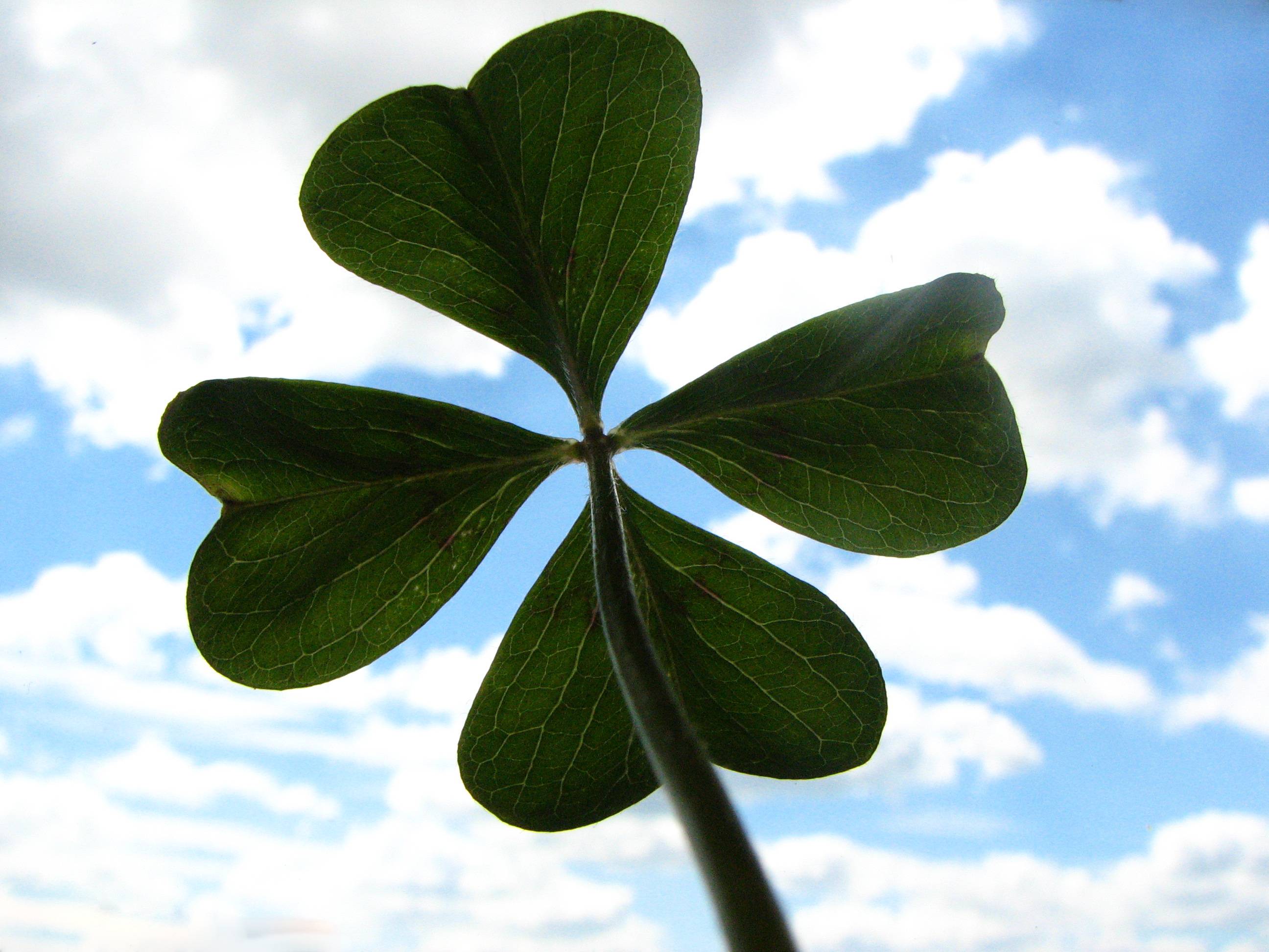 Four Leaf Clover Wallpapers Wallpaper Cave