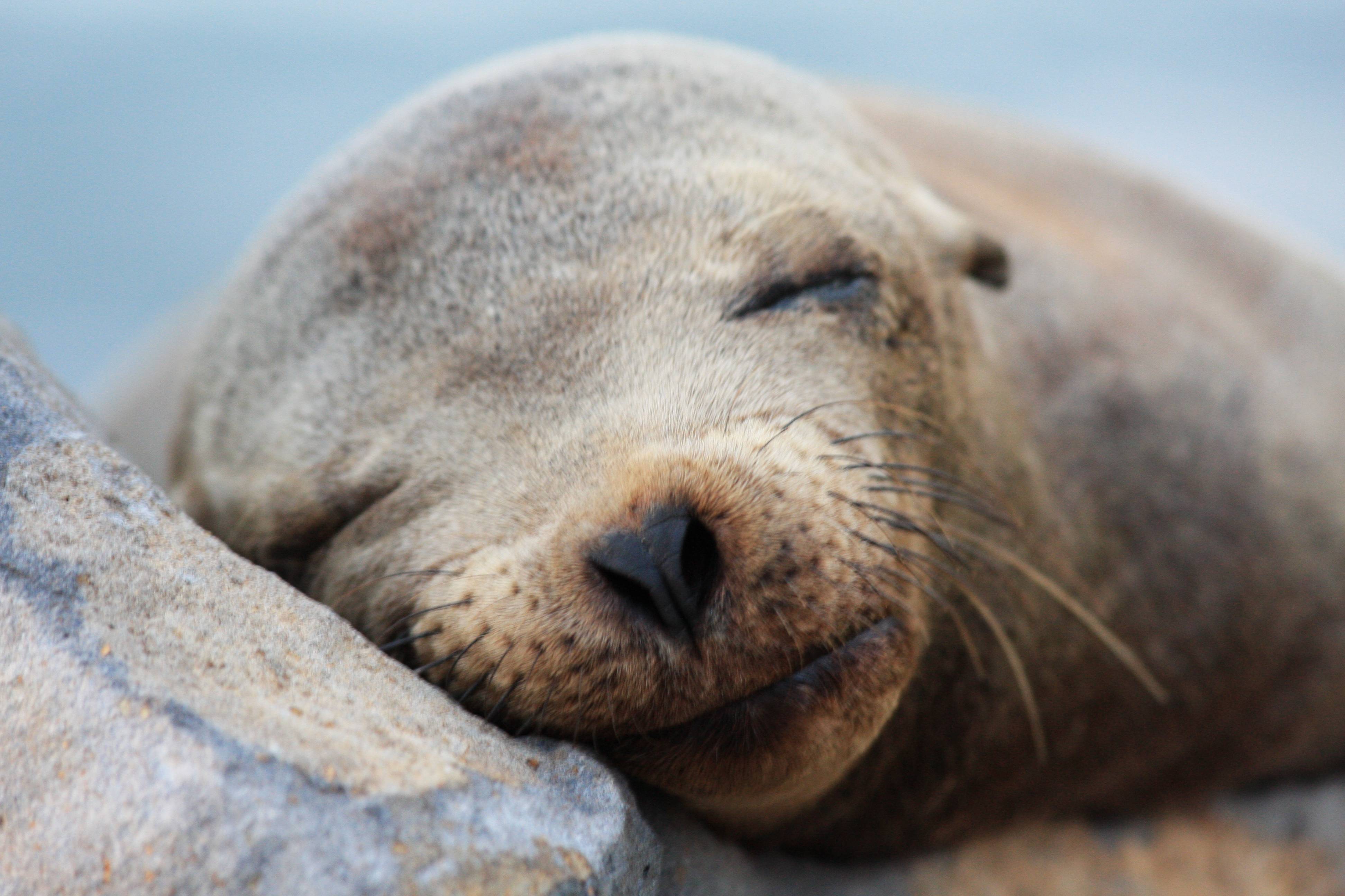 Sea Lion Wallpapers Wallpaper Cave