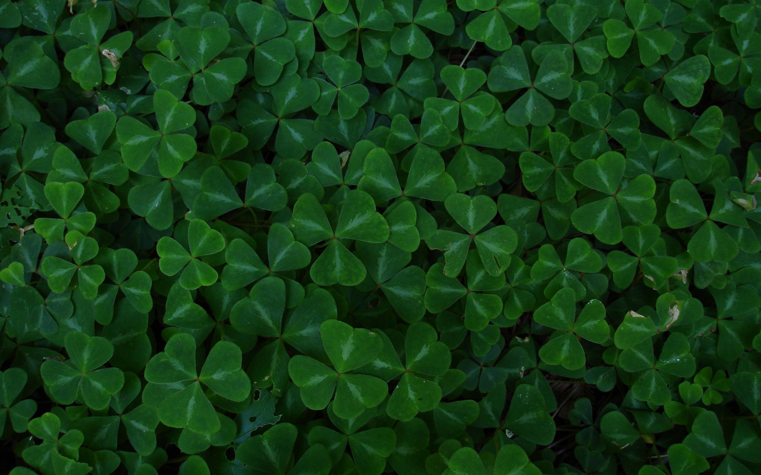 Four Leaf Clover Wallpapers Wallpaper Cave