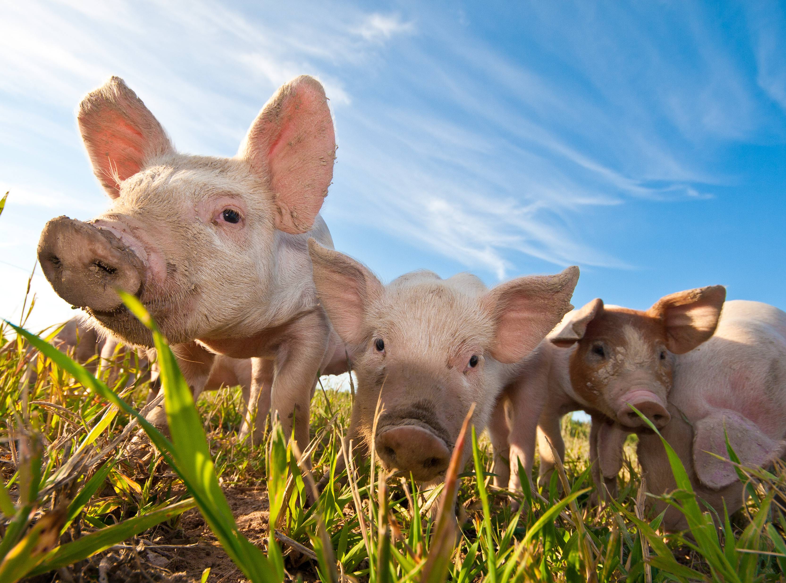 Farm Animals Wallpapers Wallpaper Cave