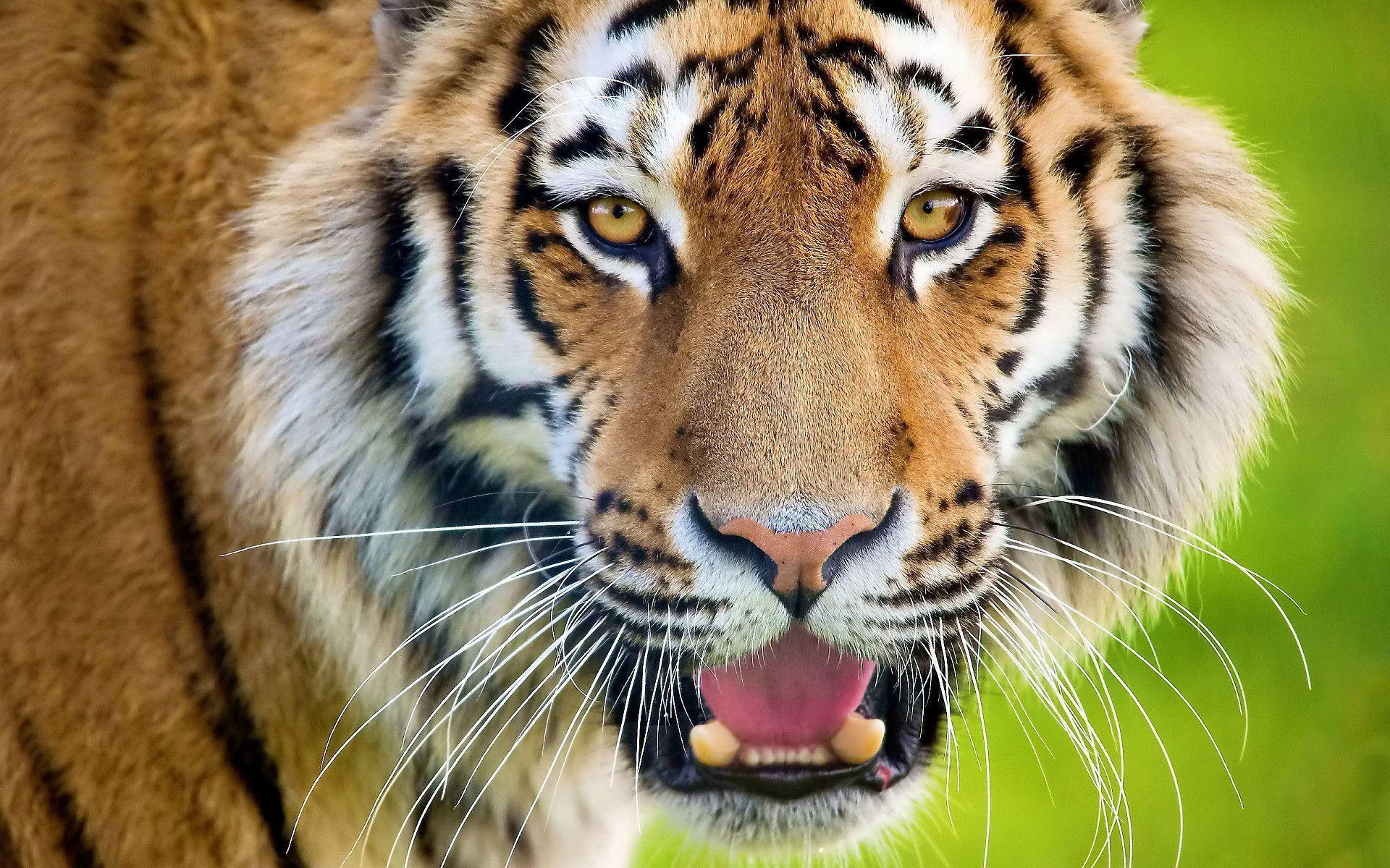 Tiger Face Wallpapers Wallpaper Cave Tiger Face Wallpapers Wallpaper Cave