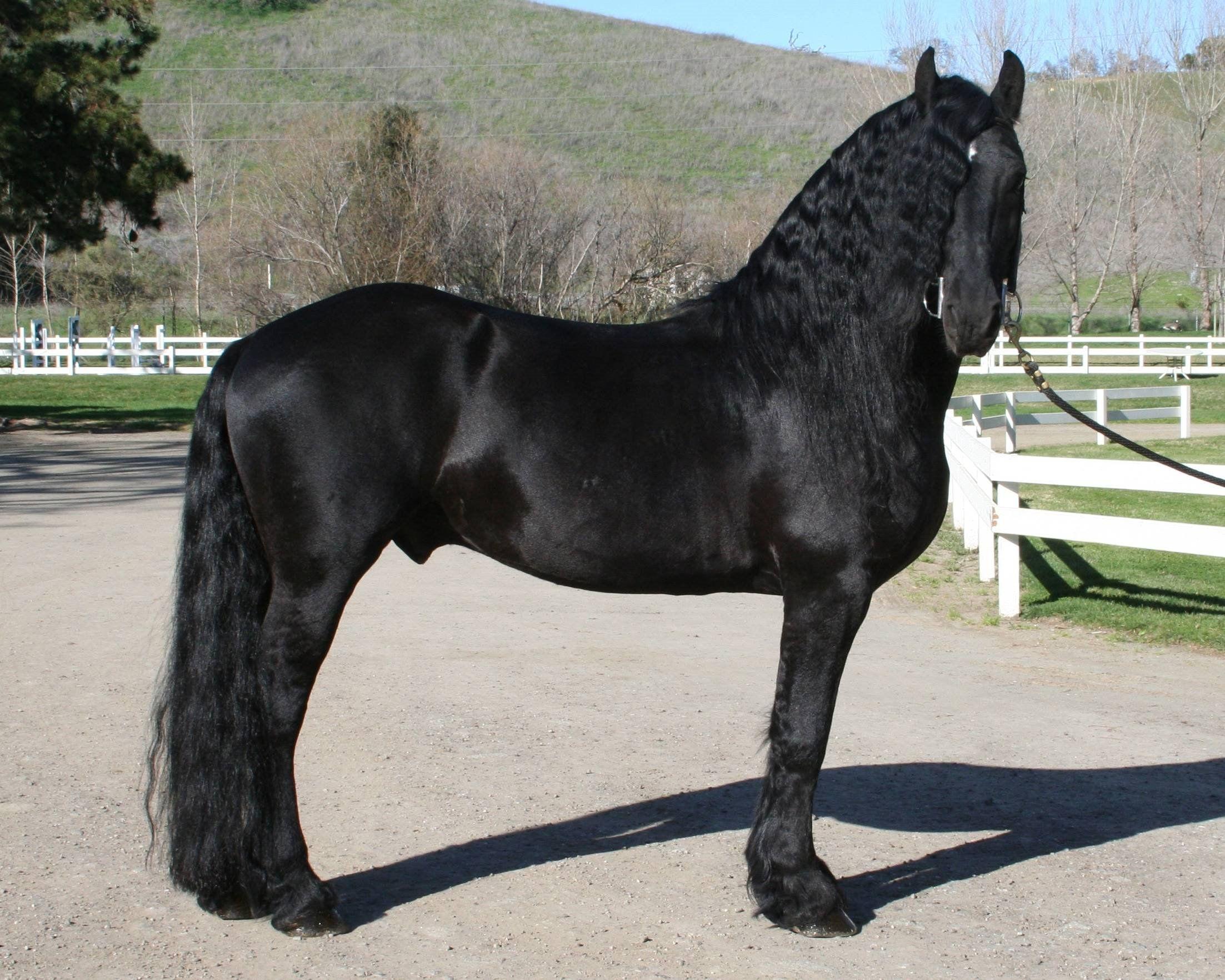 Friesian Horse Wallpapers Wallpaper Cave Friesian Horse Wallpapers Wallpaper Cave