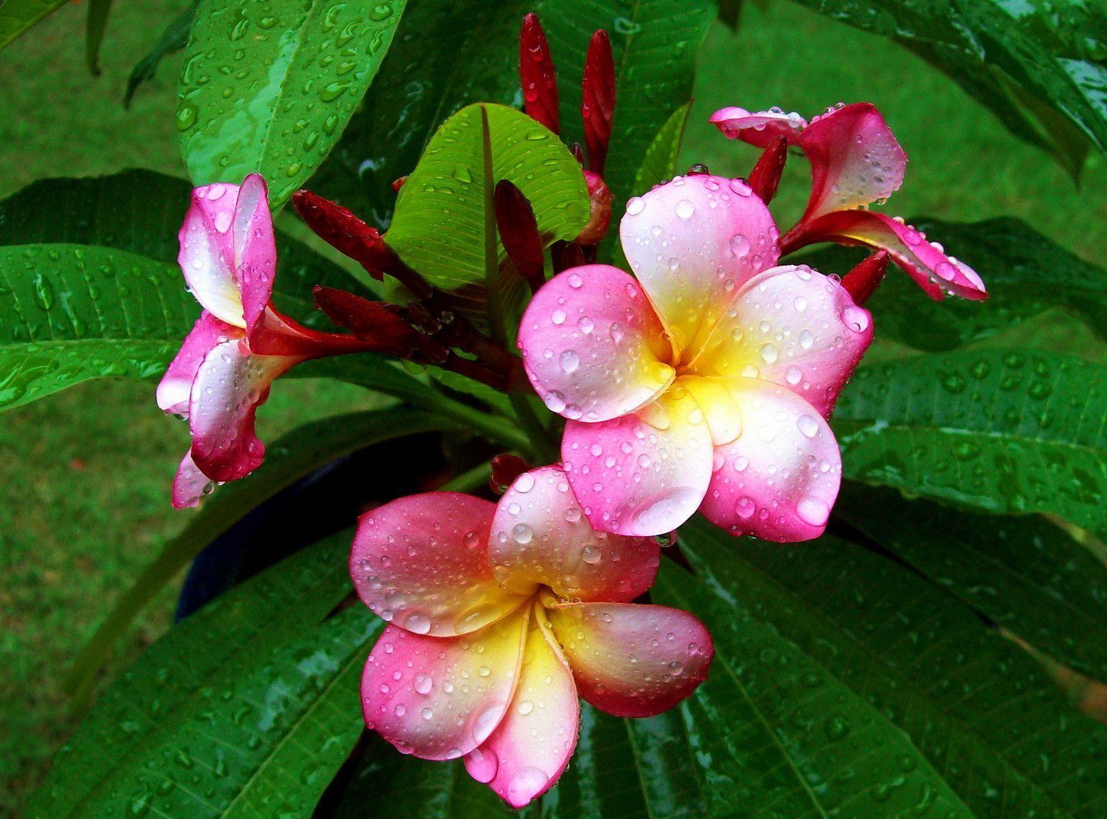 Frangipani Wallpapers - Wallpaper Cave