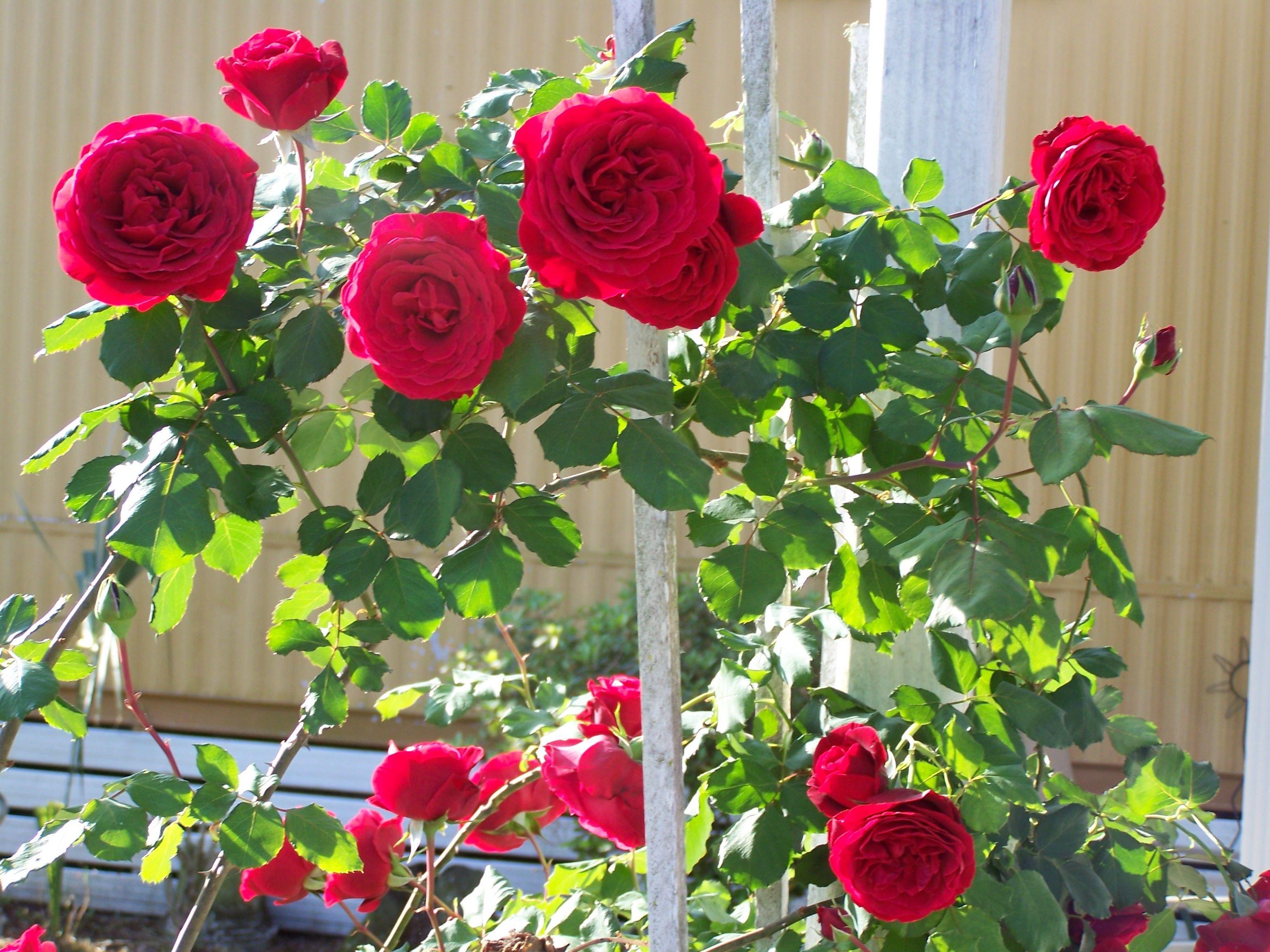 Эрик Таберли Роза Плетистая Фото И Описание – Telegraph