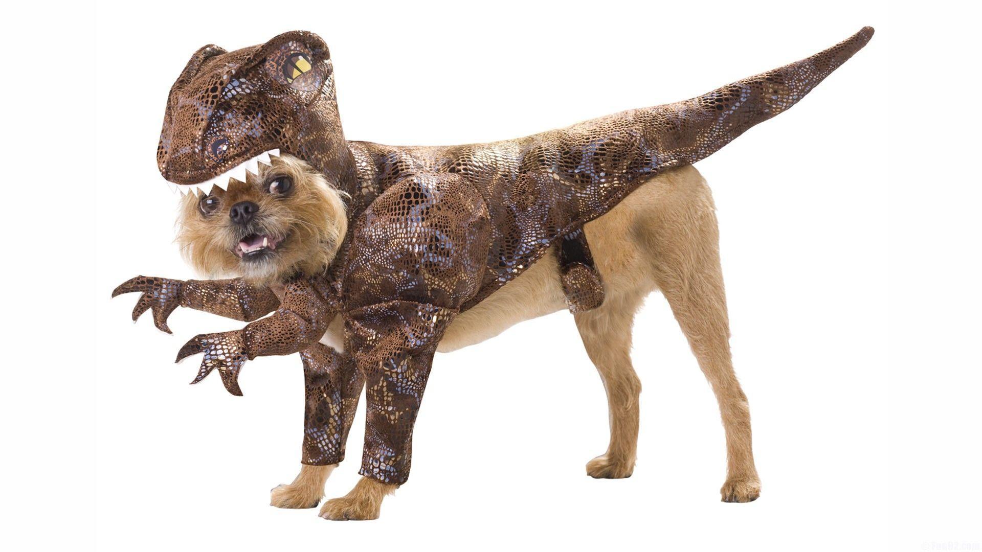Funny Dog Wallpapers Wallpaper Cave Funny Dog Wallpapers Wallpaper Cave