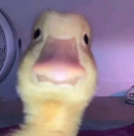 Mr.Duck Wallpapers - Wallpaper Cave