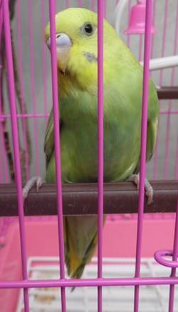 Azriel Wallpapers - Wallpaper Cave