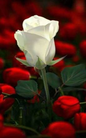 Brenda Boyle Wallpapers - Wallpaper Cave