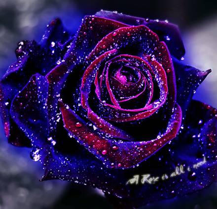Purple Rose Wallpapers - Wallpaper Cave