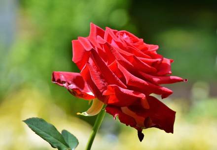 Rose Nature Wallpapers - Wallpaper Cave