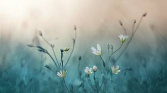 Puffle Wallpapers - Wallpaper Cave