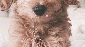 The Panturas Wallpapers - Wallpaper Cave