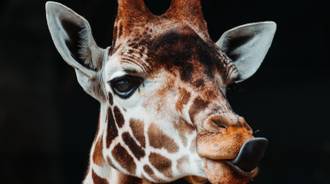 The Panturas Wallpapers - Wallpaper Cave