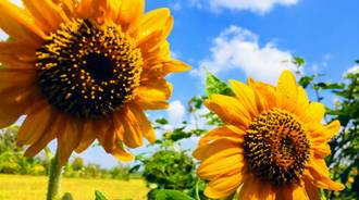 Cyber Sigilism Wallpapers - Wallpaper Cave