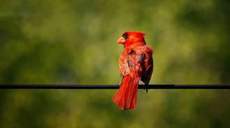 Brain Rot Wallpapers - Wallpaper Cave