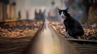 Brain Rot Wallpapers - Wallpaper Cave