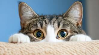 Italian Brainrot Characters Wallpapers - Wallpaper Cave