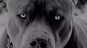 Ballerina Cappuccina Wallpapers - Wallpaper Cave