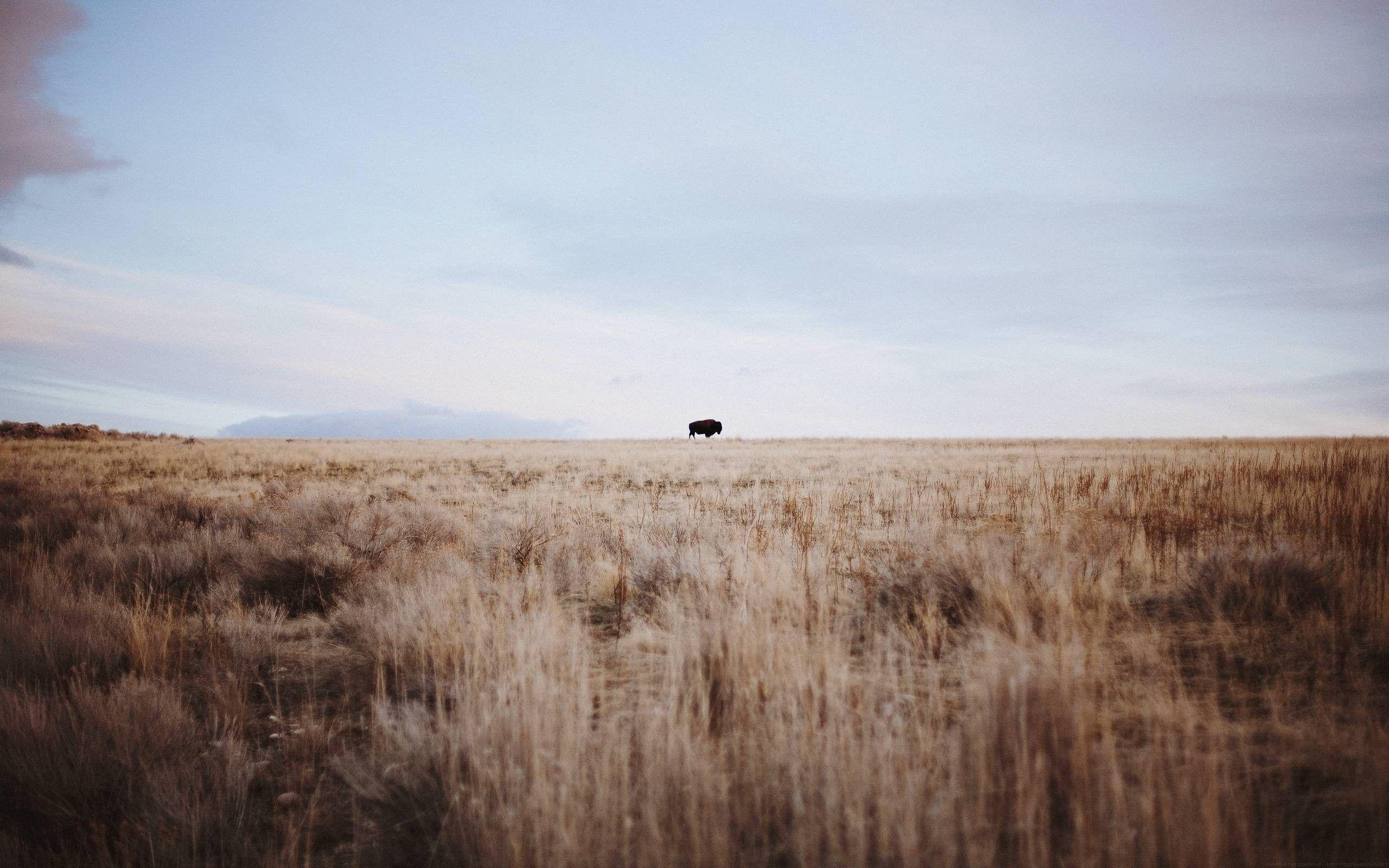 lonely bison - Wallpaper Cave