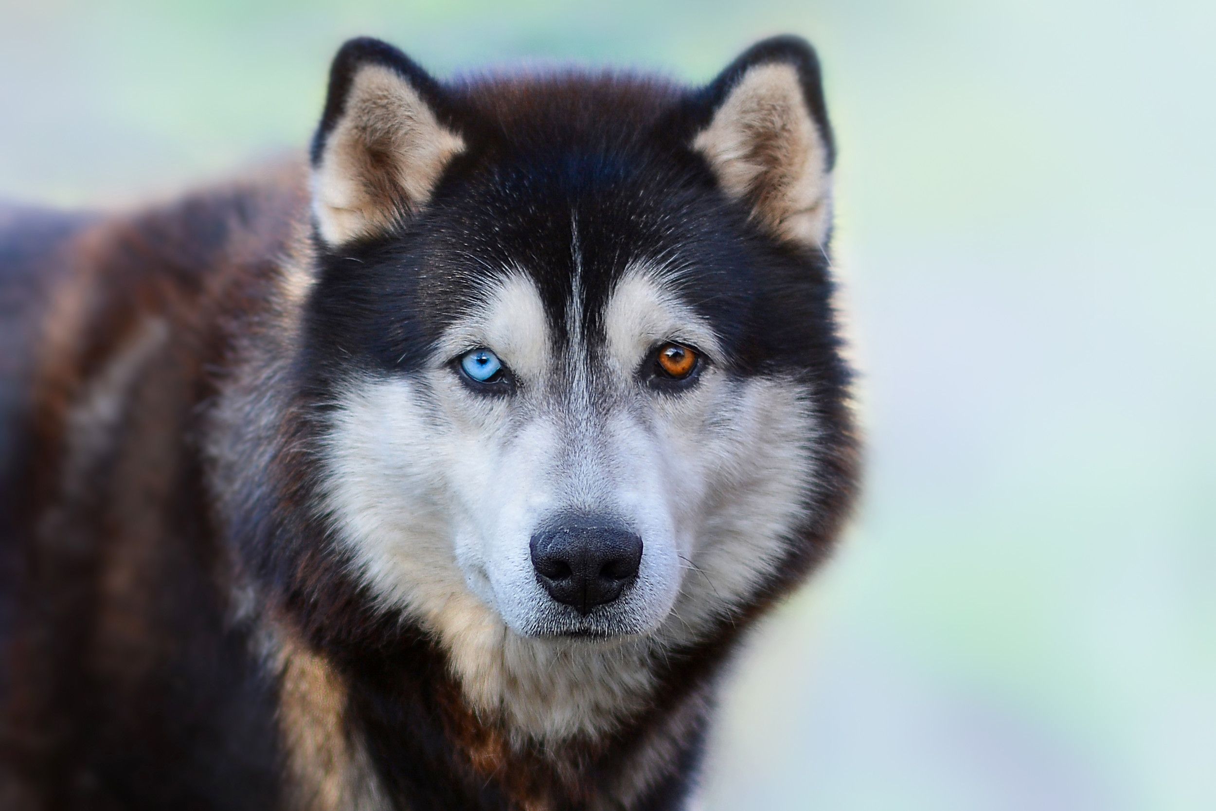 Husky With Green And Blue Eyes