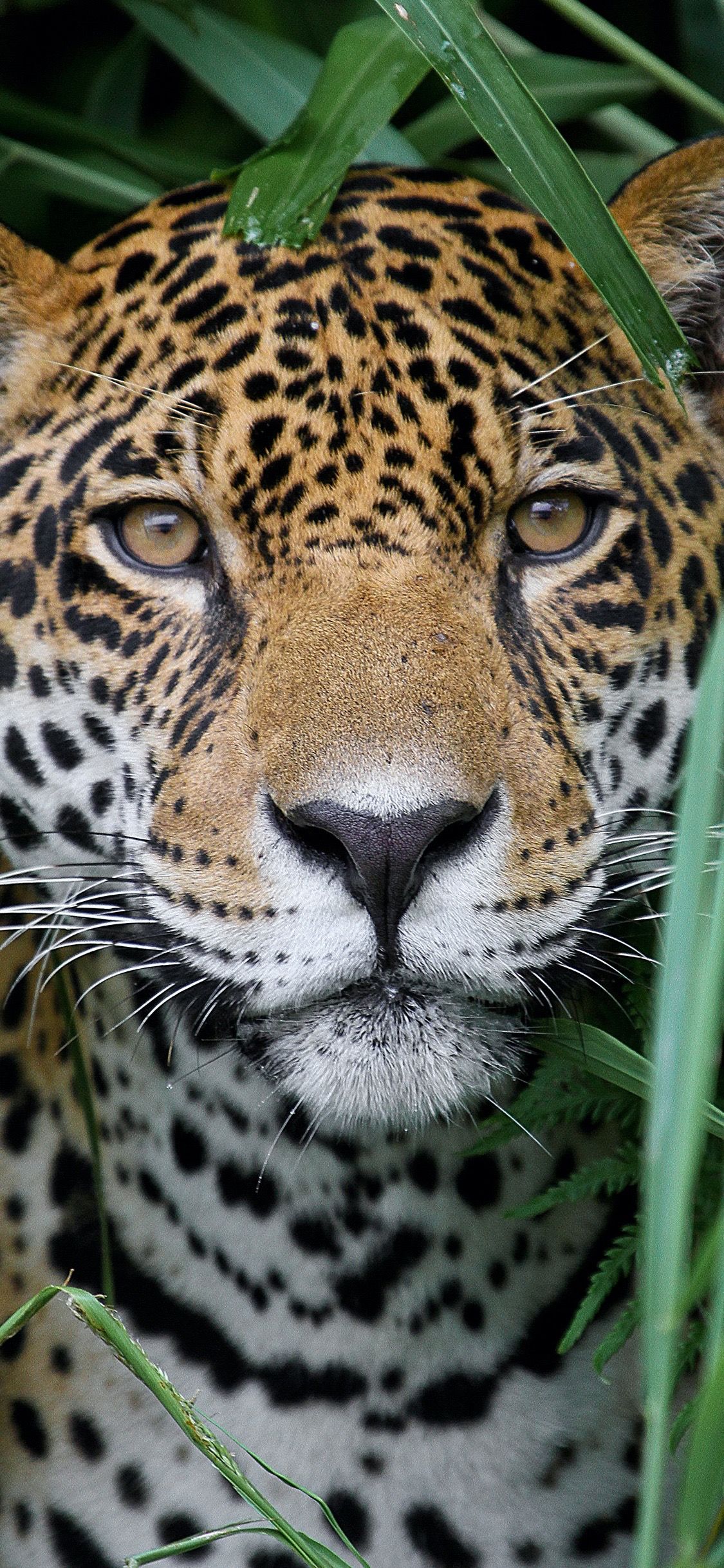 Lurking Leopard Wallpapers Pictures