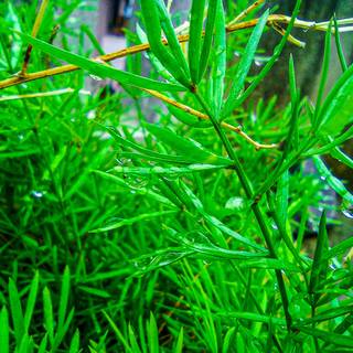 Hash Wallpapers - Wallpaper Cave