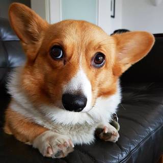 DogeMan Wallpapers - Wallpaper Cave