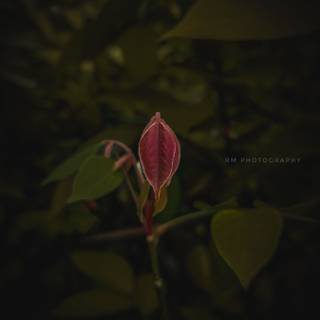 Ranjan Wallpapers - Wallpaper Cave