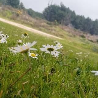 Aksil Wallpapers - Wallpaper Cave