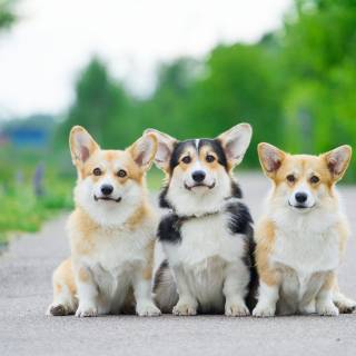Corgi_lover Wallpapers - Wallpaper Cave