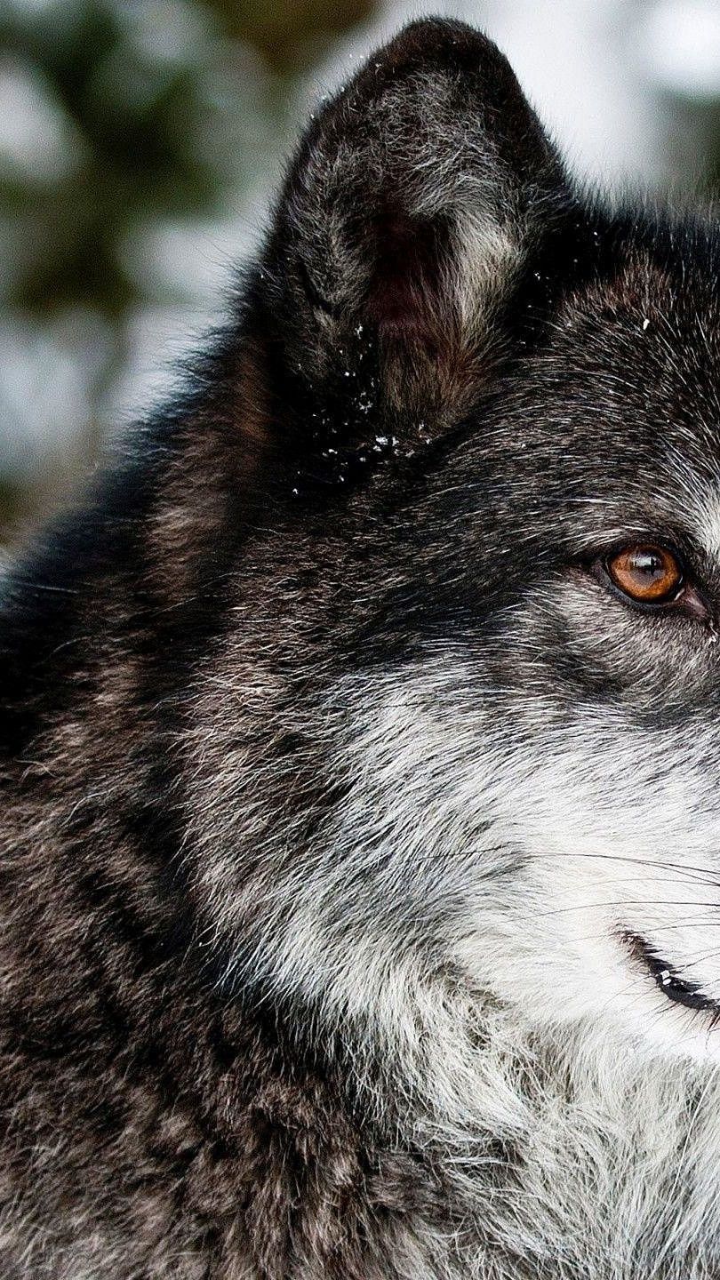 Latest uploaded Wallpapers - Wallpaper Cave