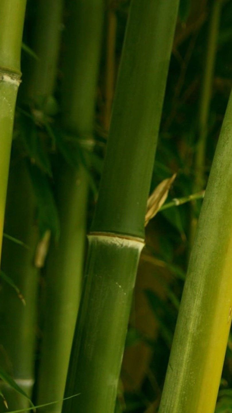 Latest uploaded Wallpapers - Wallpaper Cave