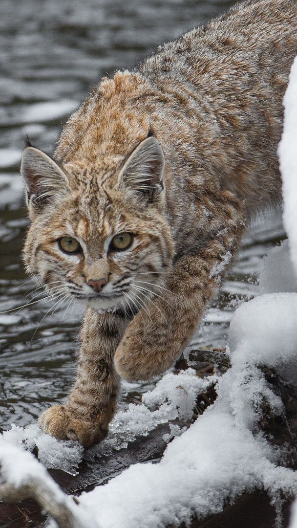 Latest uploaded Wallpapers - Wallpaper Cave