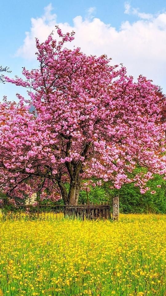 Latest uploaded Wallpapers - Wallpaper Cave