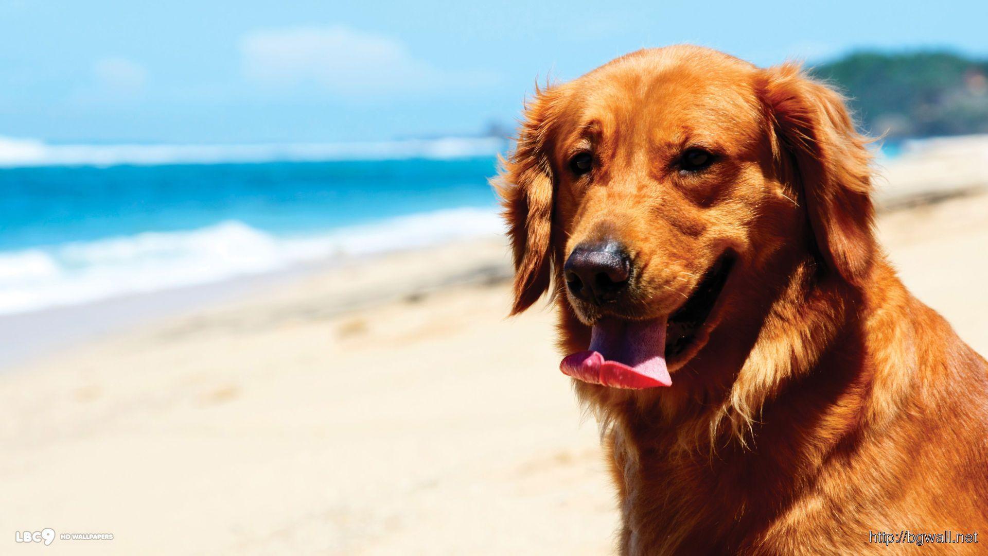 Golden Retriever Backgrounds - Wallpaper Cave