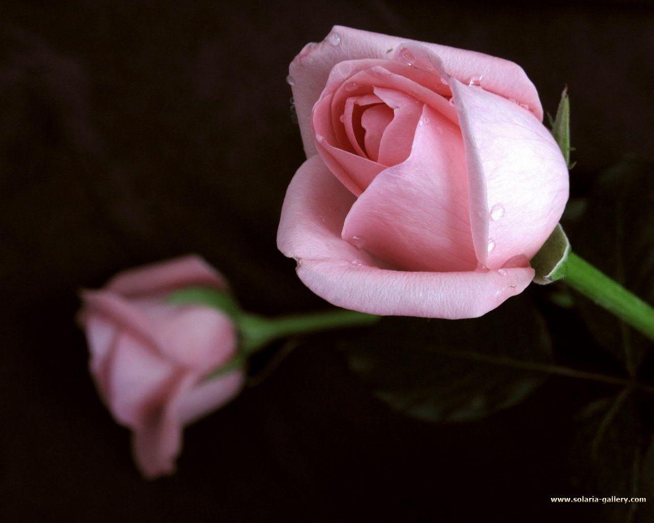 Free Rose Wallpapers - Wallpaper Cave