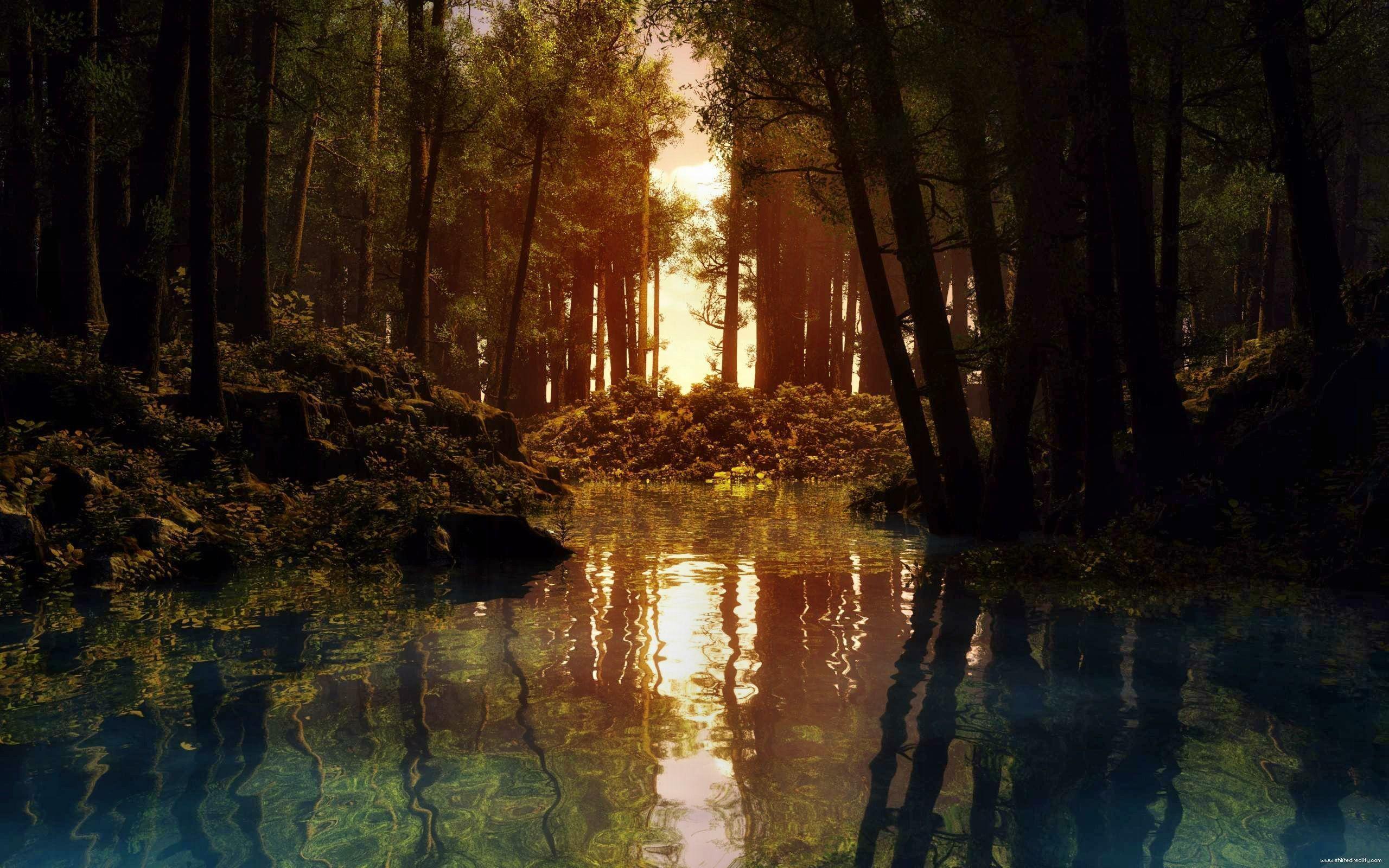 Forrest Wallpapers - Wallpaper Cave