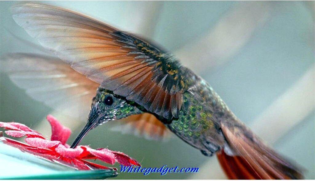 Hummingbird Wallpapers - Wallpaper Cave