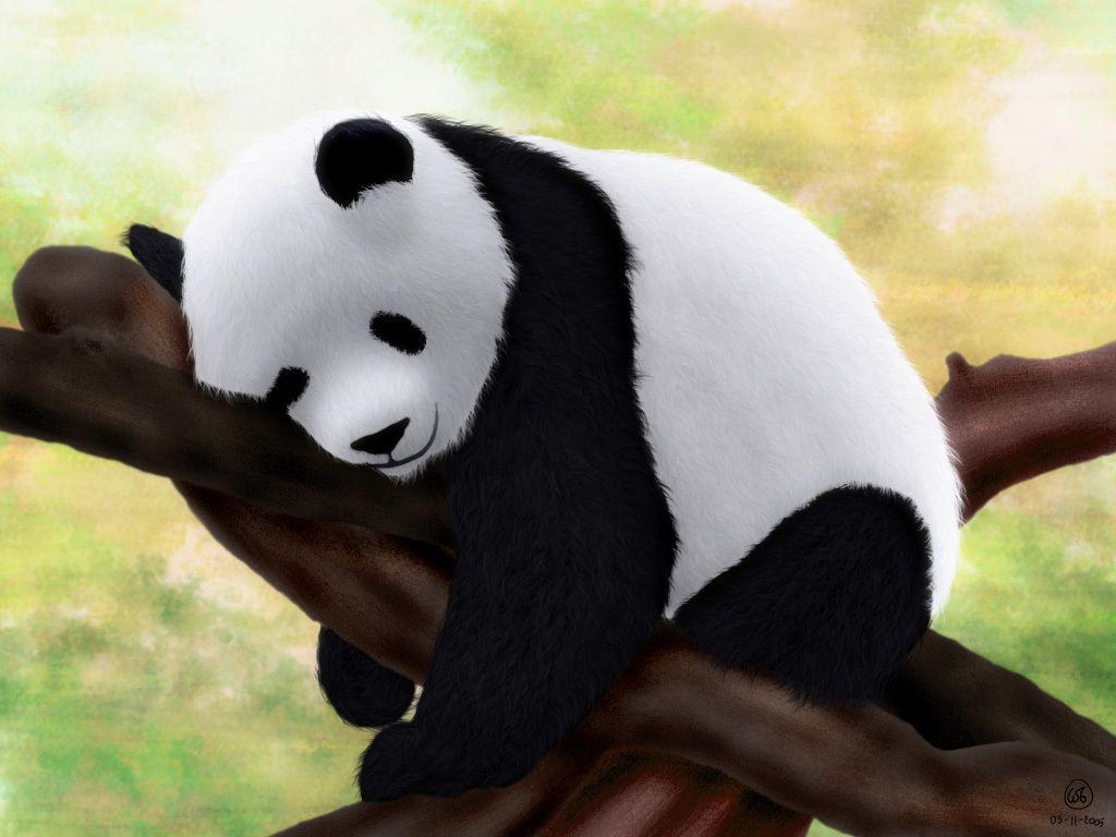 Baby Panda Wallpapers Wallpaper Cave
