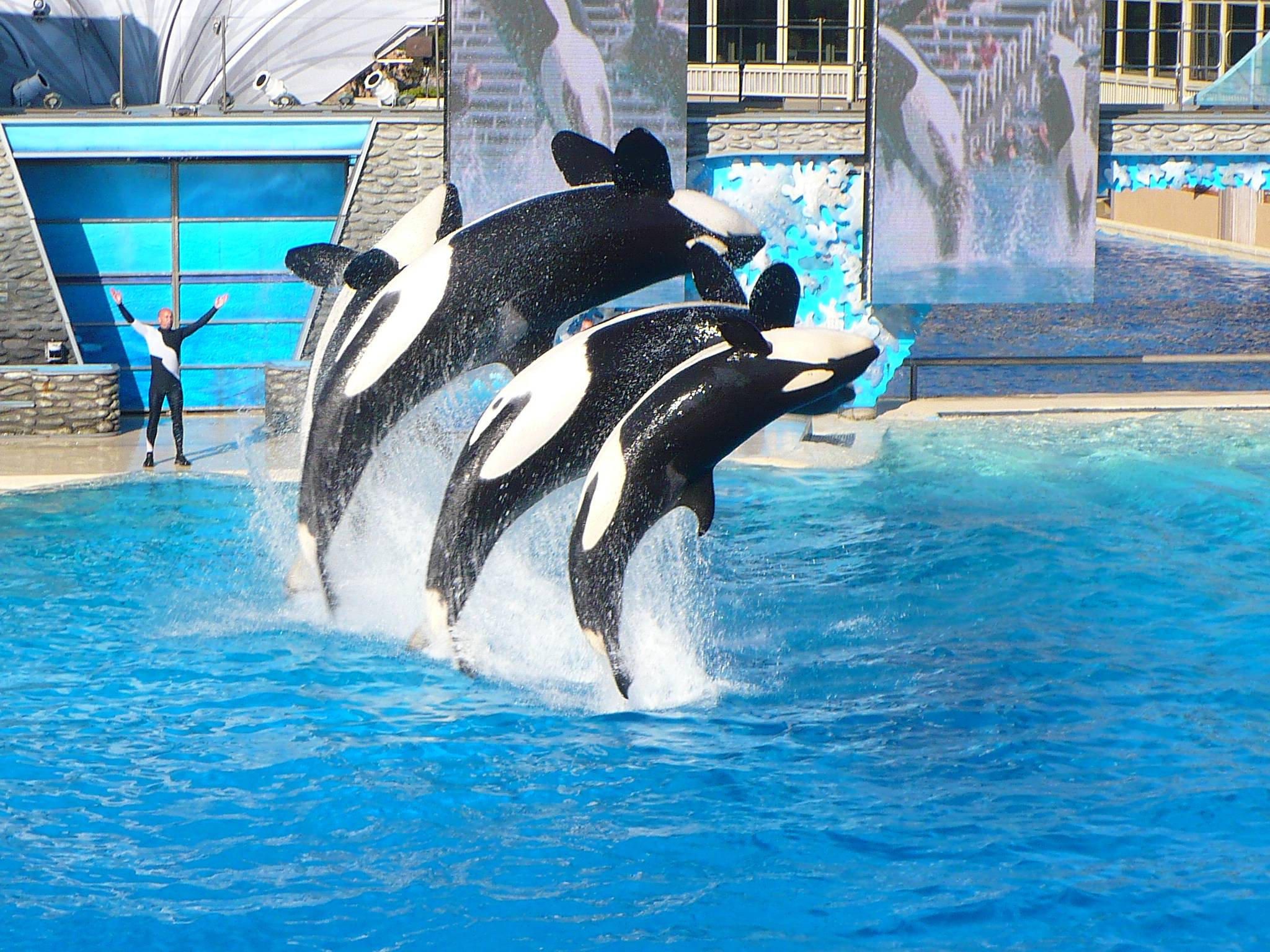 Shamu Wallpapers - Wallpaper Cave