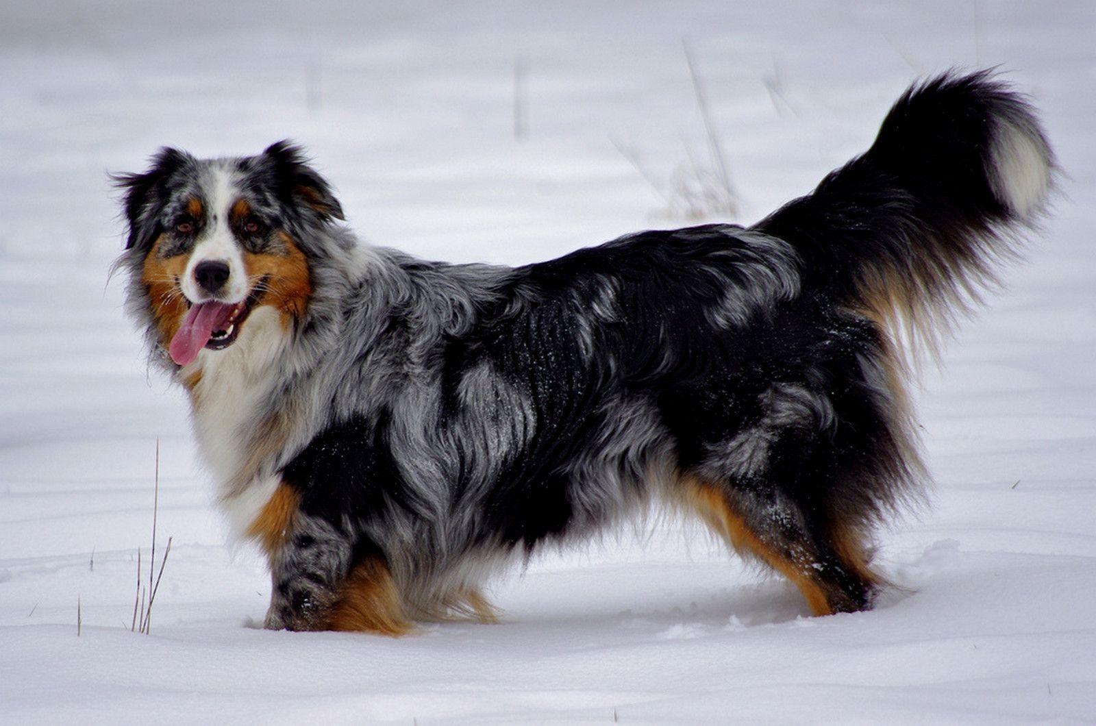 Australian Shepherd Wallpapers - Wallpaper Cave