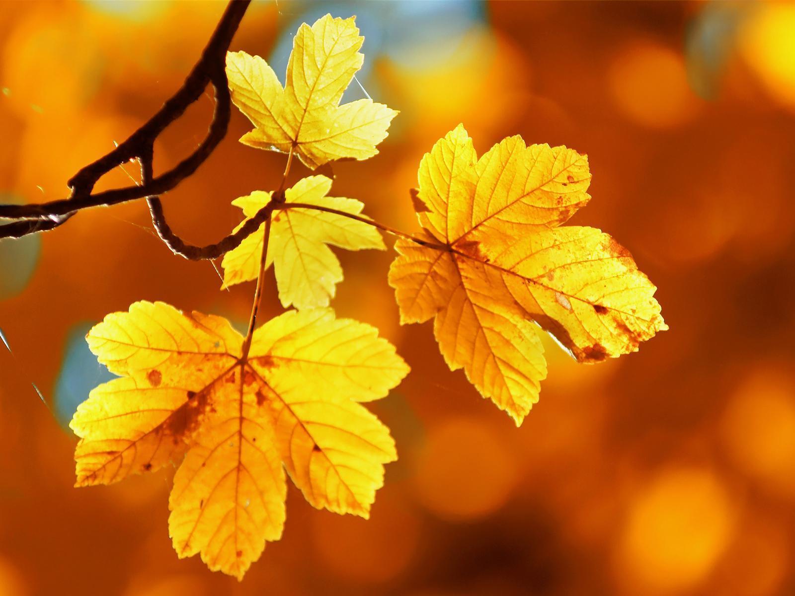 Fall Leaf Wallpapers - Wallpaper Cave