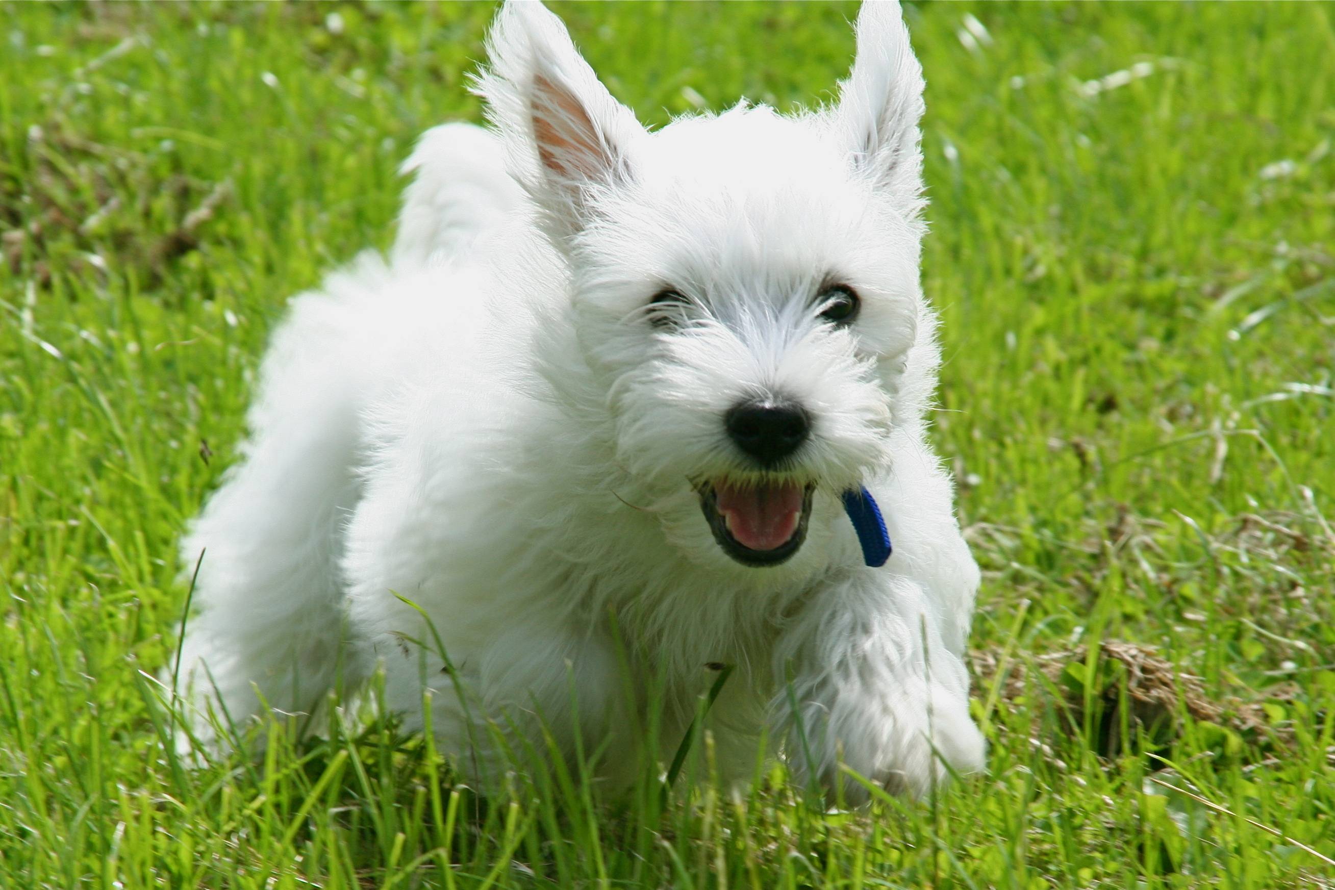 Westie Wallpapers Wallpaper Cave